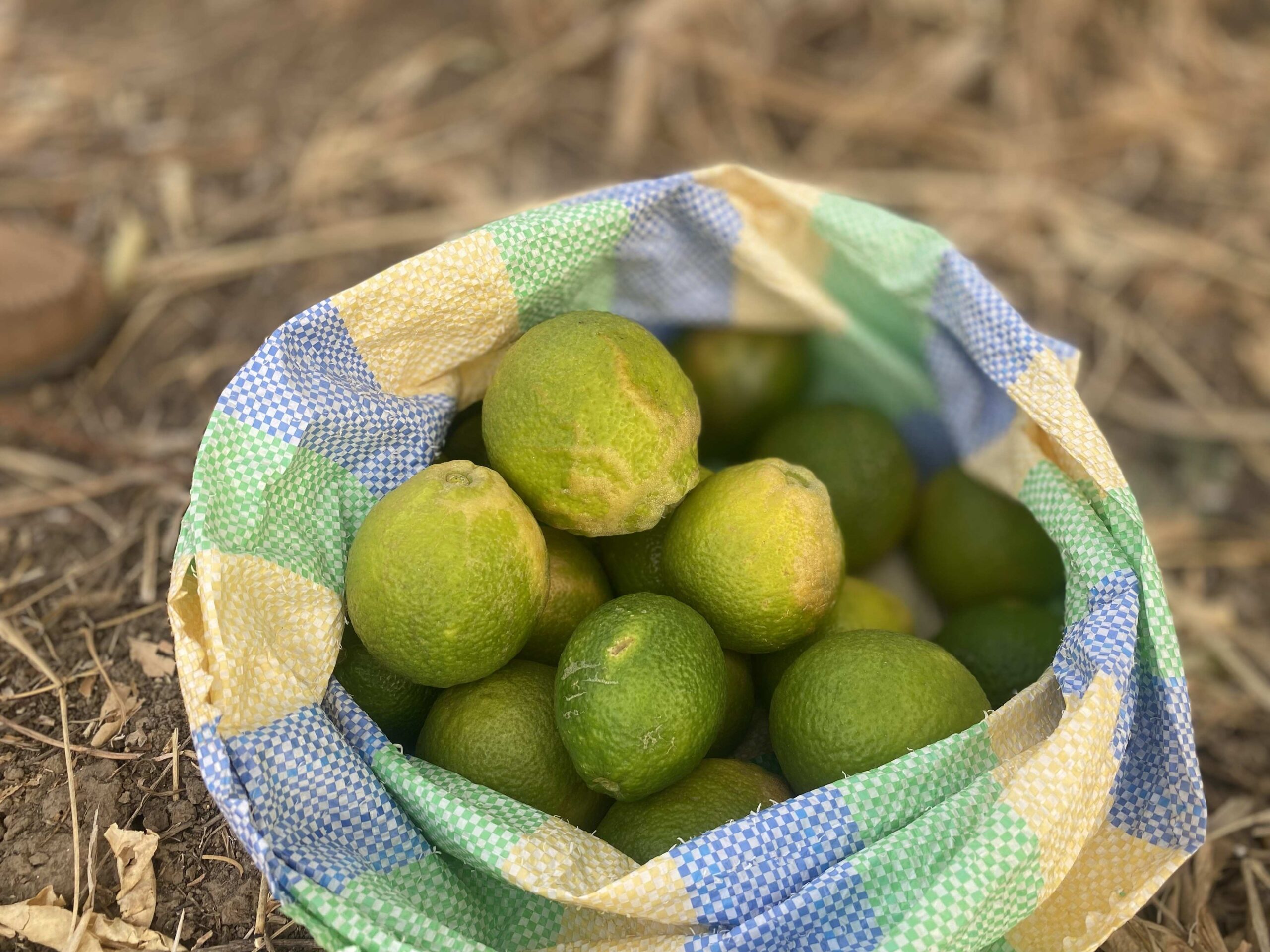 Agrume : le tangelo, la star des marchés burkinabè - Goshen Farm
